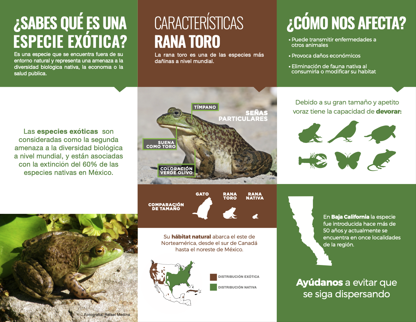 American Bullfrog Eradication Plan. Phase one: mapping the distribution ...